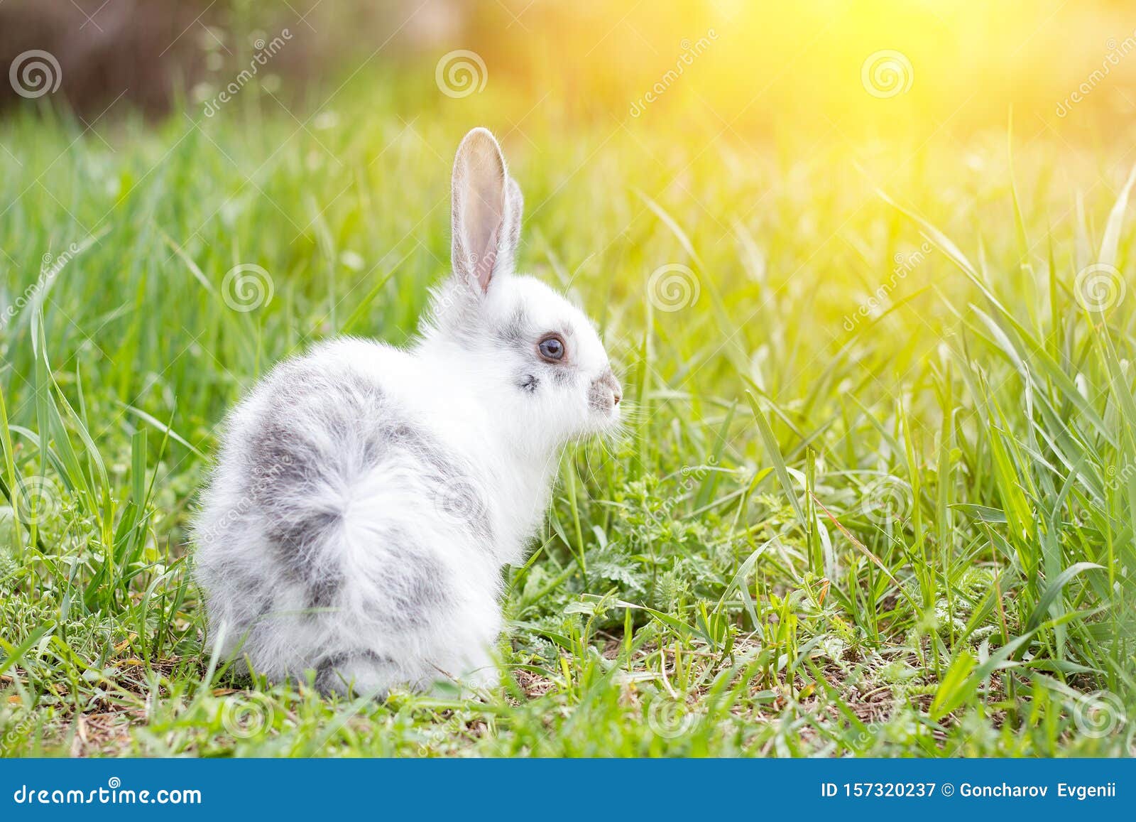 White Fluffy Rabbit on Green Grass. Easter Bunny Stock Image - Image of ...