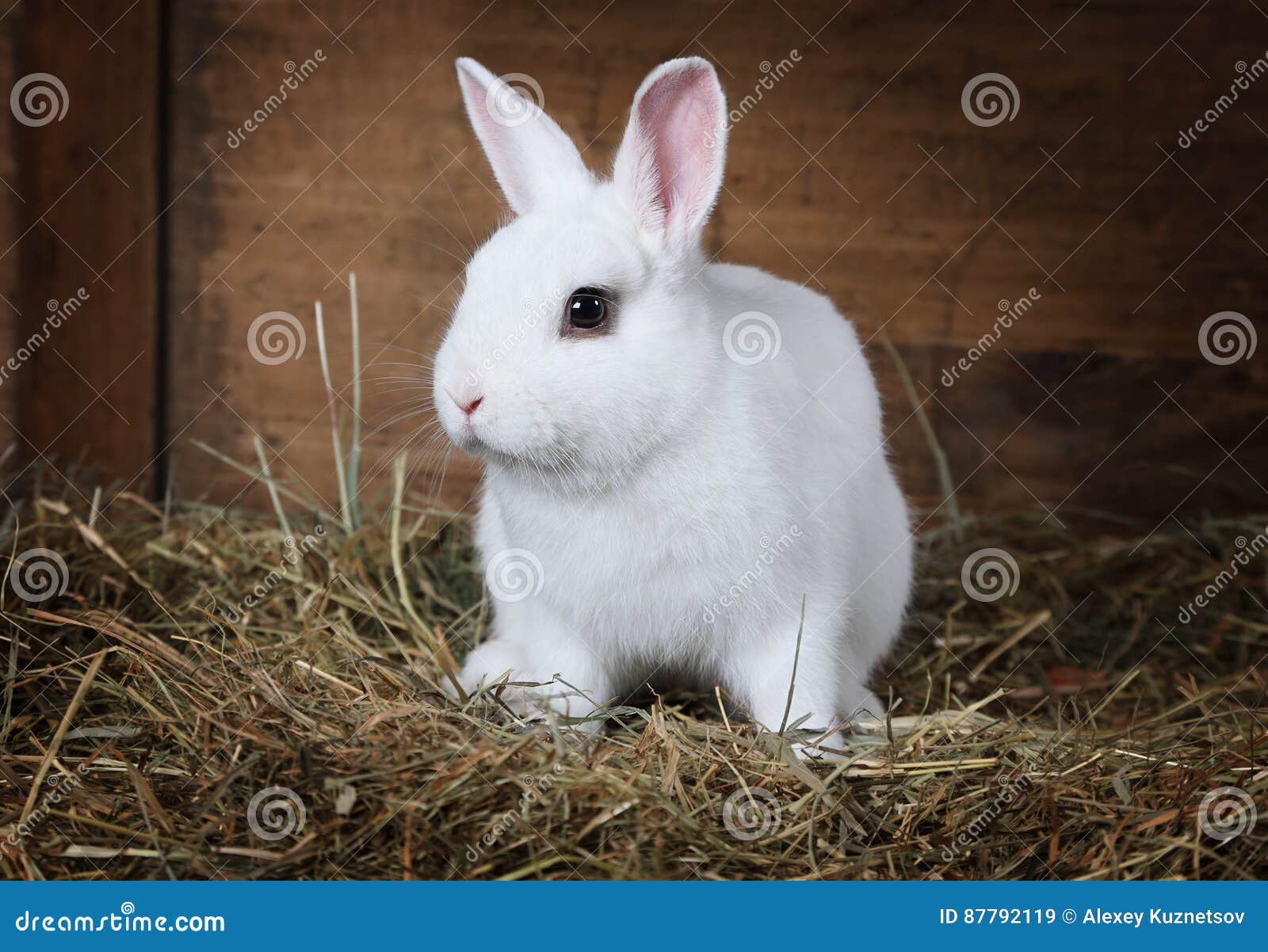 White Fluffy Rabbit Indoors Stock Image - Image of cute, livestock ...