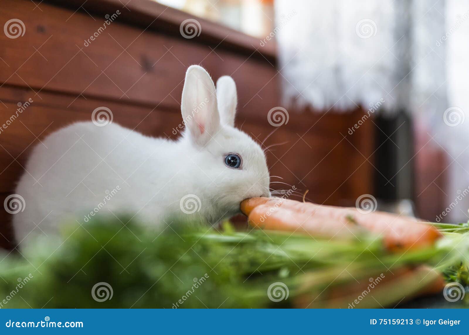 1,323 White Rabbit Carrots Stock Photos - Free & Royalty-Free Stock ...