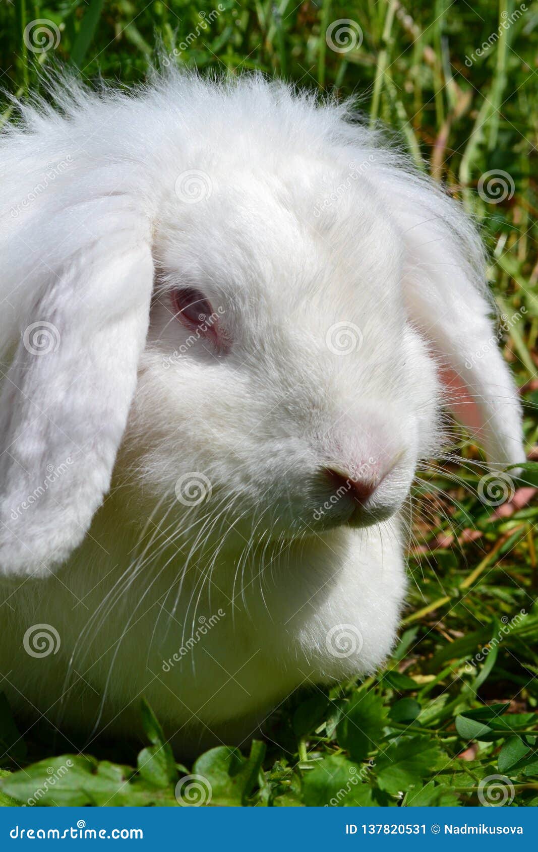 White Fluffy Rabbit Sleeping Under the Sun in a High Grass Spring ...