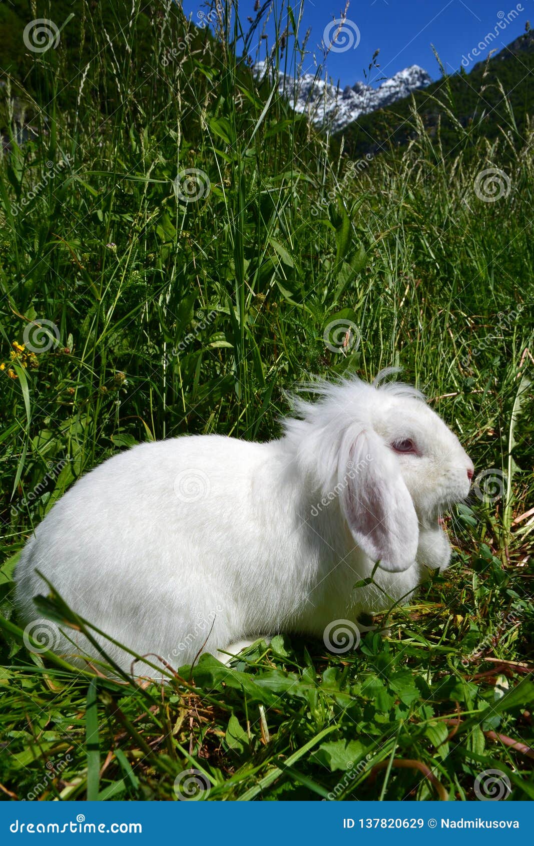 White Fluffy Rabbit Sleeping Under the Sun in a High Grass Spring ...