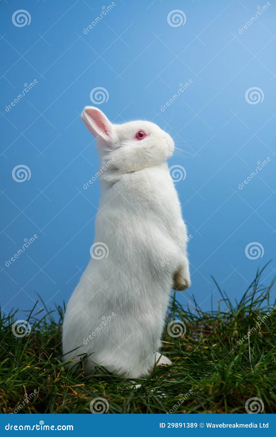 Rabbit Standing On Hind Legs In Front Of White Background Royalty-Free ...