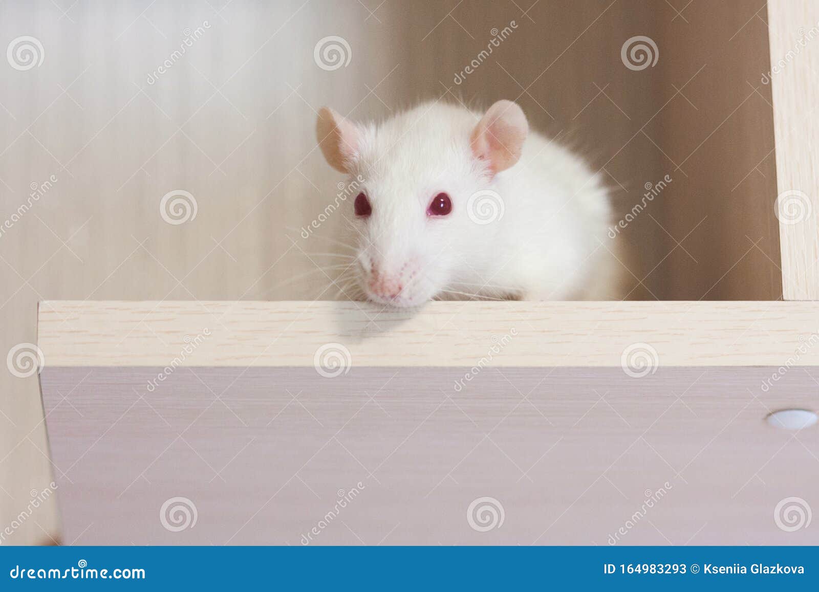 A White Fluffy Rat is Looking Down from a Bookshelf. the Stock Image ...