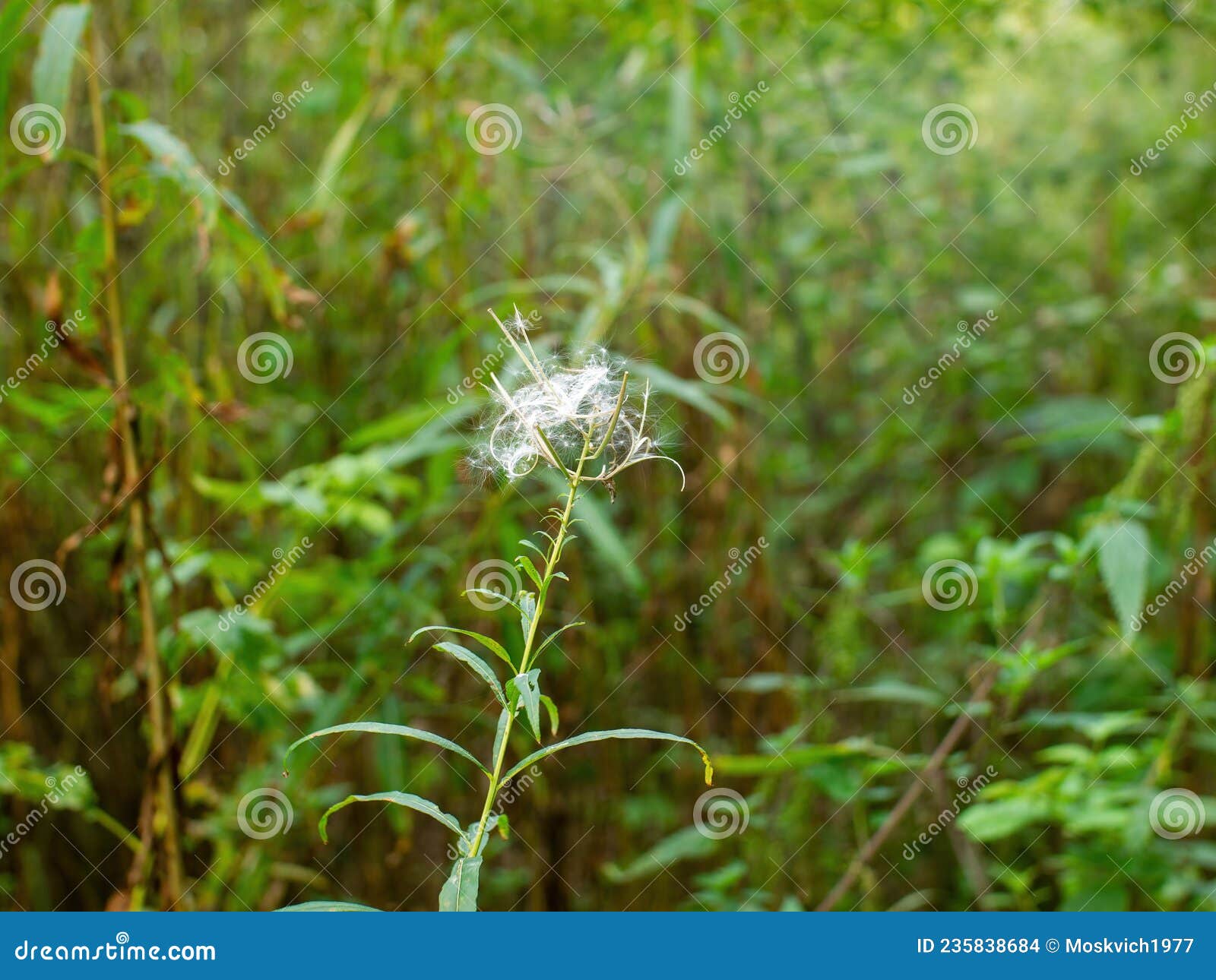 White Fluffy Seeds on the Grass Stock Photo - Image of blossom, garden ...