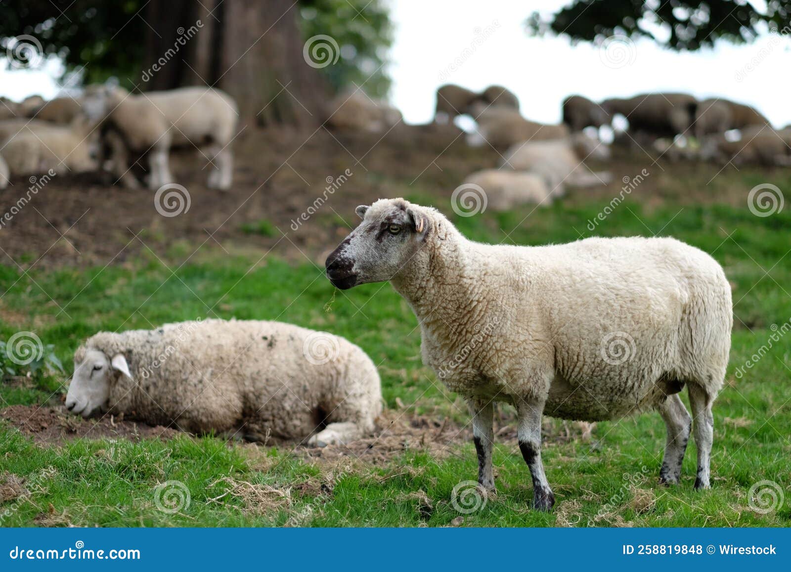 White Fluffy Sheep Grazing in the Green Field Stock Photo - Image of ...