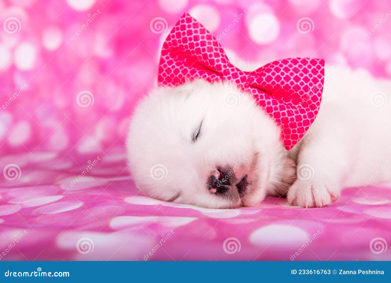 Cute Fluffy Puppies Wallpapers