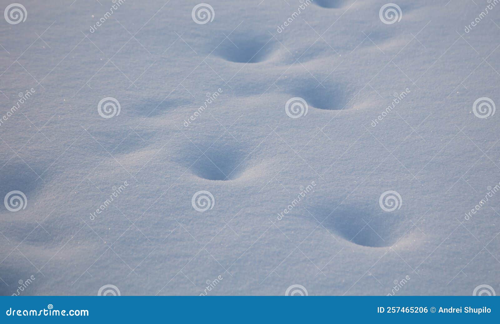 White Fluffy Snow on the Ground As a Background. Stock Photo - Image of ...