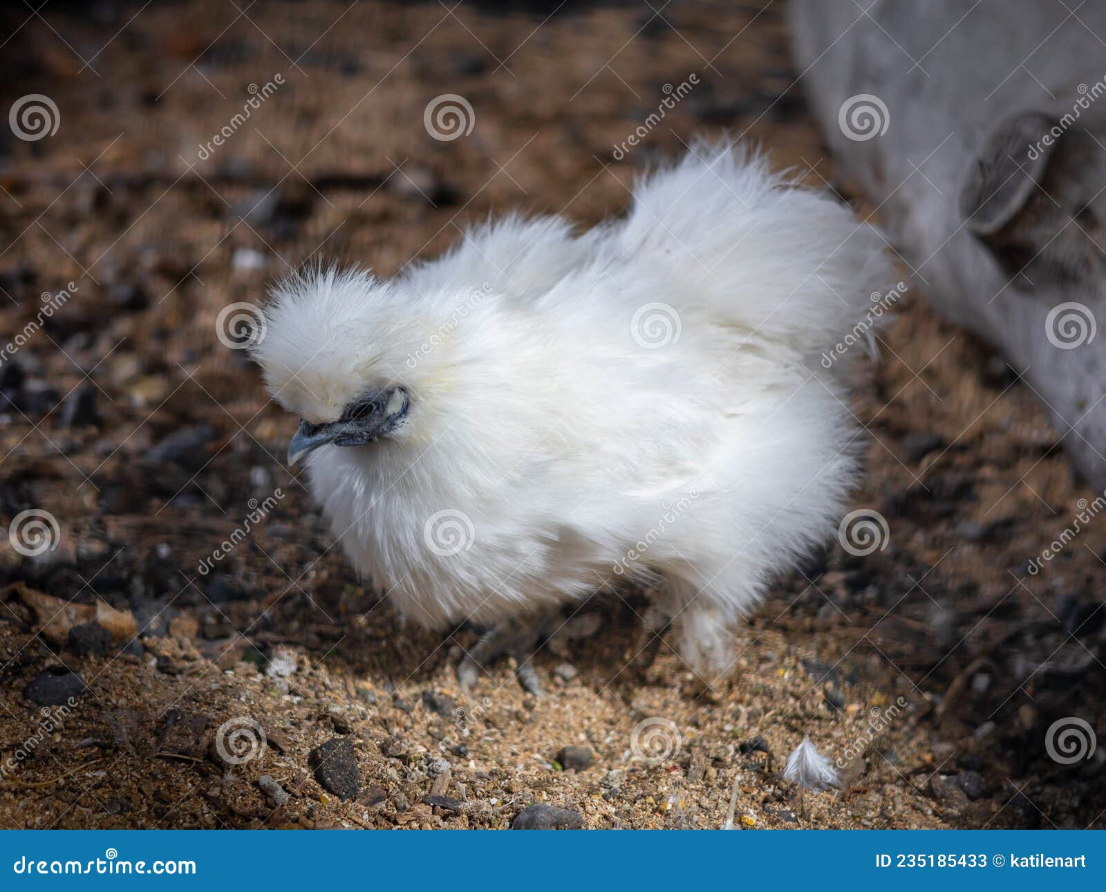 A White, Fluffy Chicken in a Closeup Photo. Stock Image - Image of cute ...