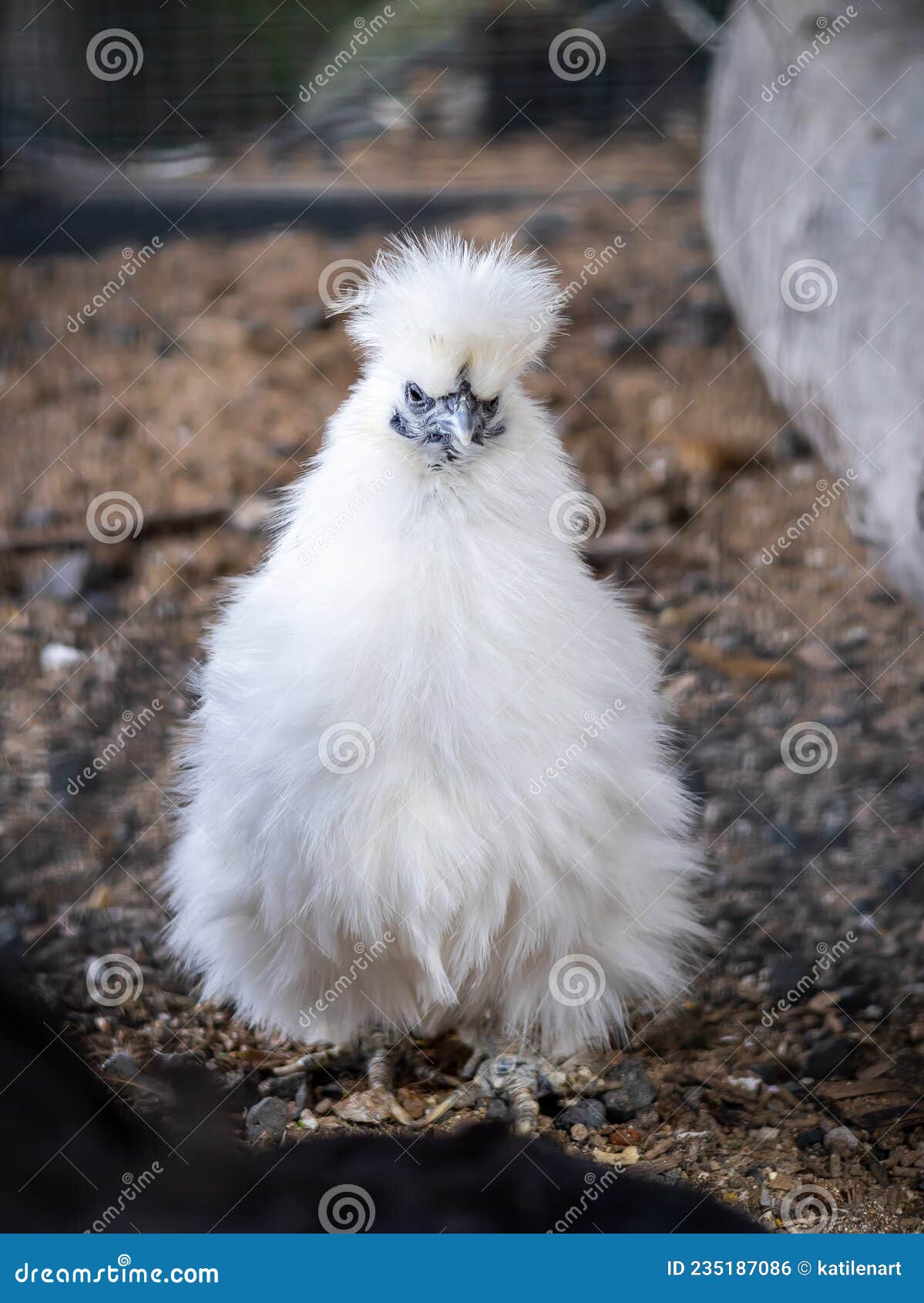 A White, Fluffy Chicken in a Closeup Photo. Stock Photo - Image of ...