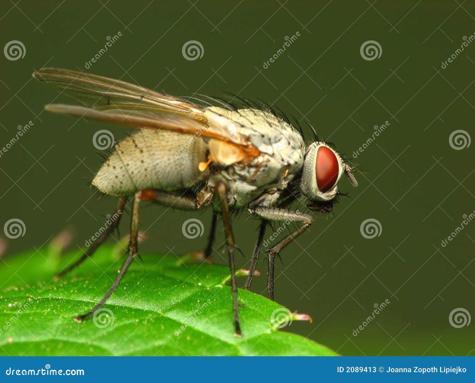 White fly stock image. Image of nature, wings, fauna, close - 2089413
