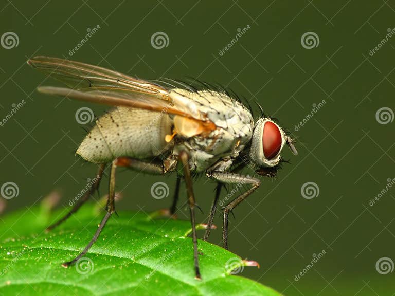 White fly stock image. Image of nature, wings, fauna, close - 2089413