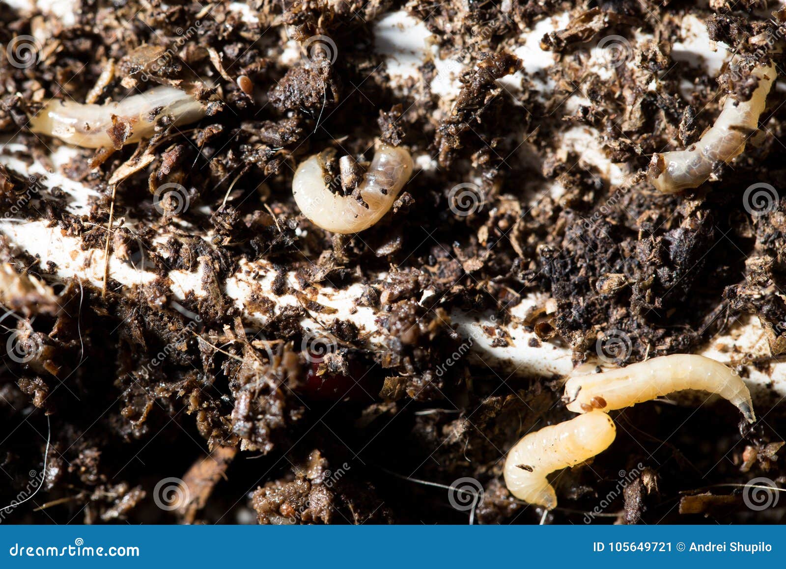 White Fly Larvae in the Soil. Macro Stock Image - Image of fishing ...