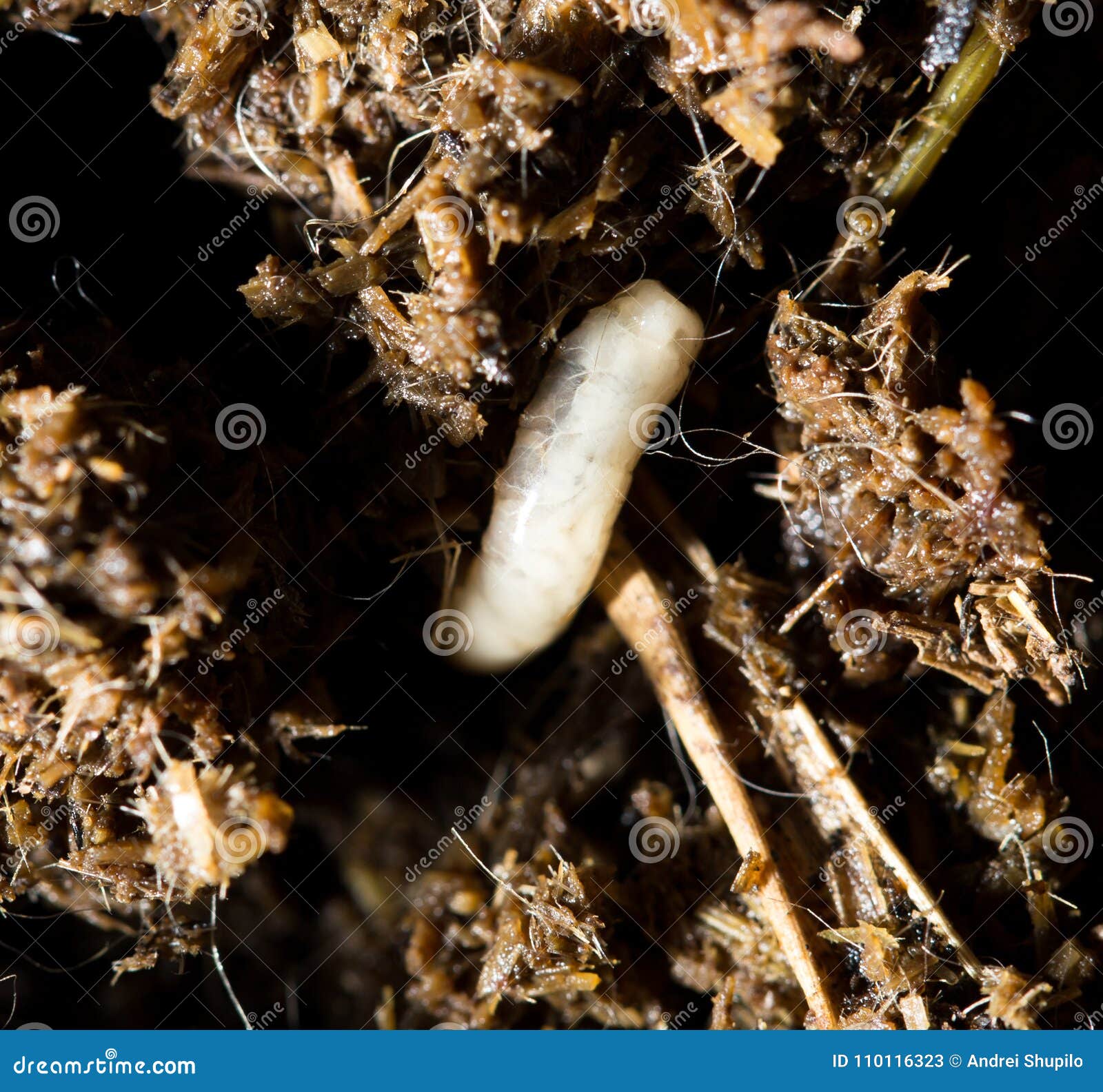 White Fly Larvae in the Soil. Macro Stock Image - Image of mixed ...