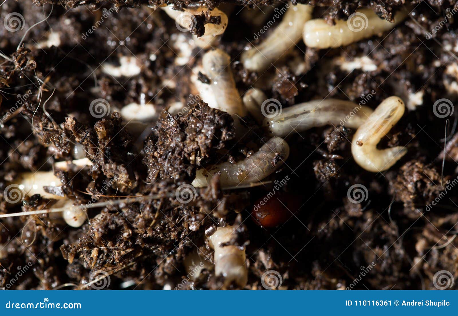 White Fly Larvae in the Soil. Macro Stock Image - Image of hobbies ...