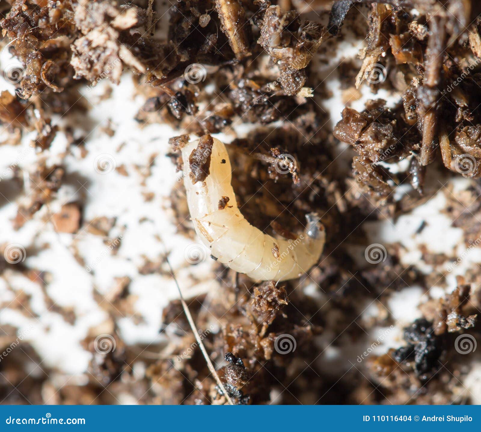 White Fly Larvae in the Soil. Macro Stock Photo - Image of metamorphose ...