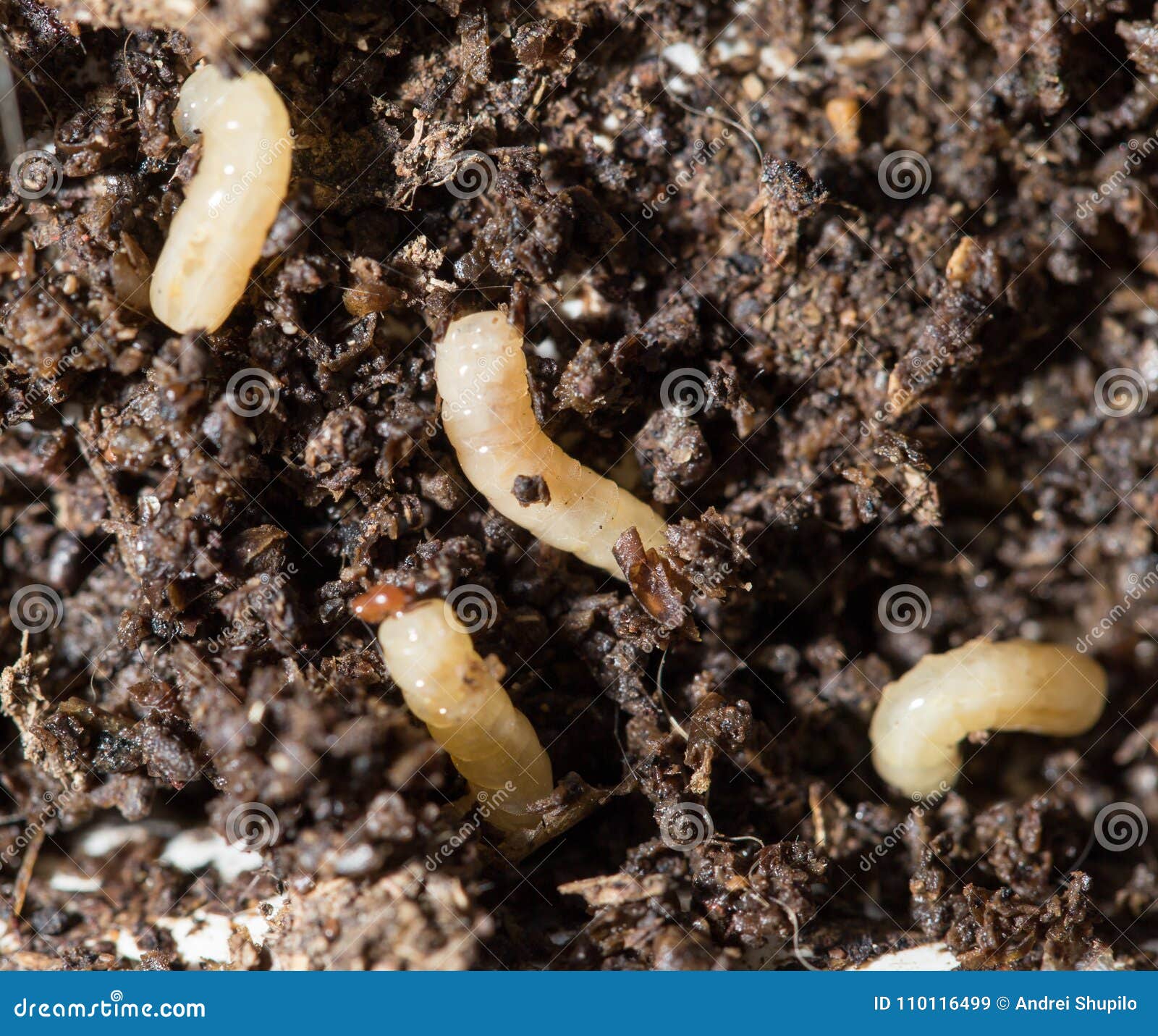 White Fly Larvae in the Soil. Macro Stock Image - Image of insect ...