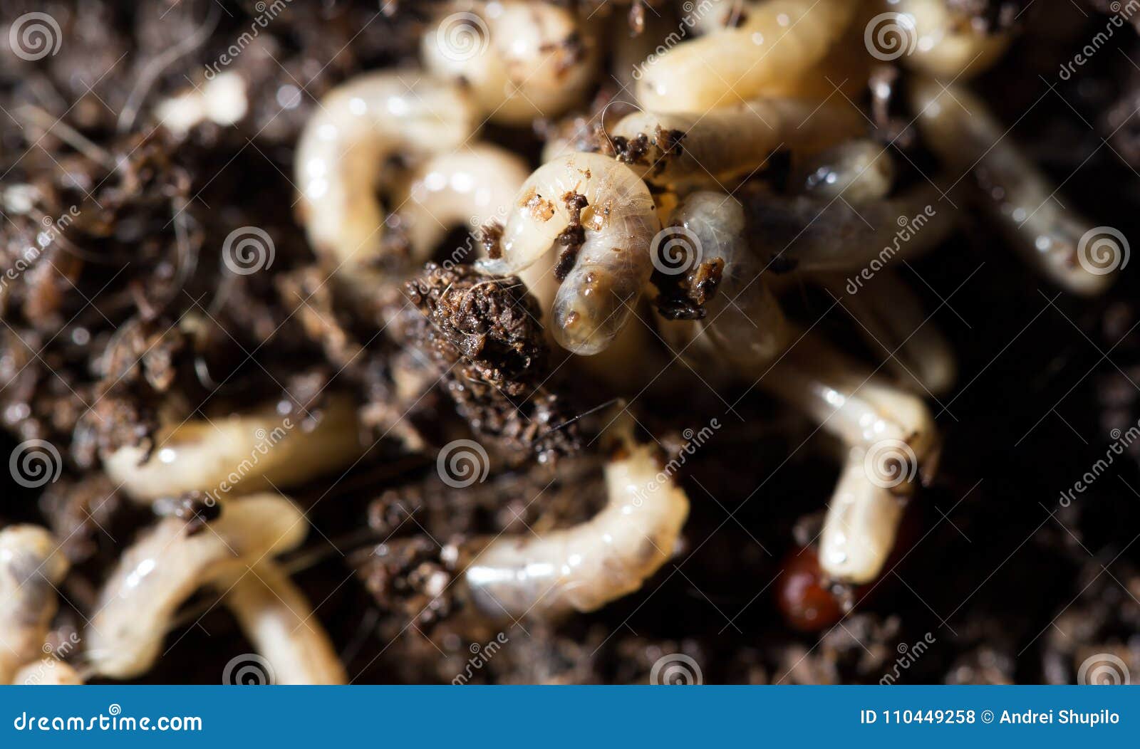 White Fly Larvae in the Soil. Macro Stock Photo - Image of bait ...