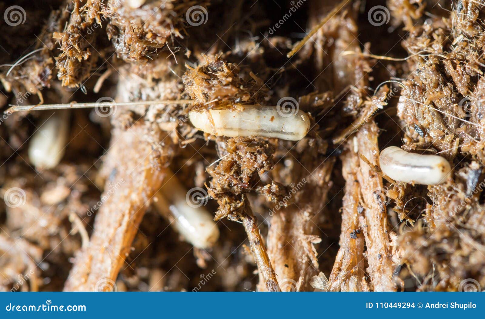 White Fly Larvae in the Soil. Macro Stock Photo - Image of creature ...