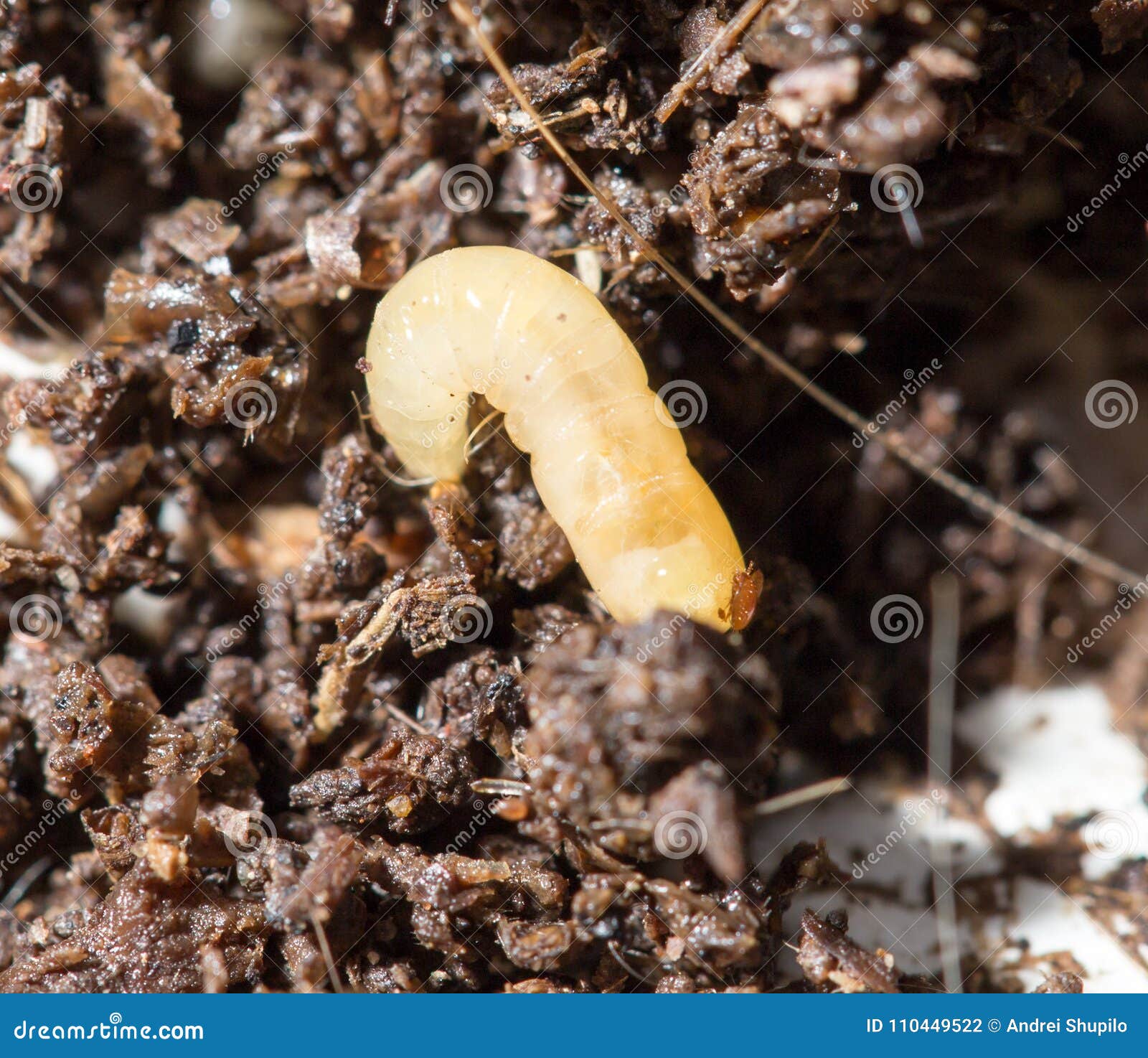 White Fly Larvae in the Soil. Macro Stock Photo - Image of mixed ...