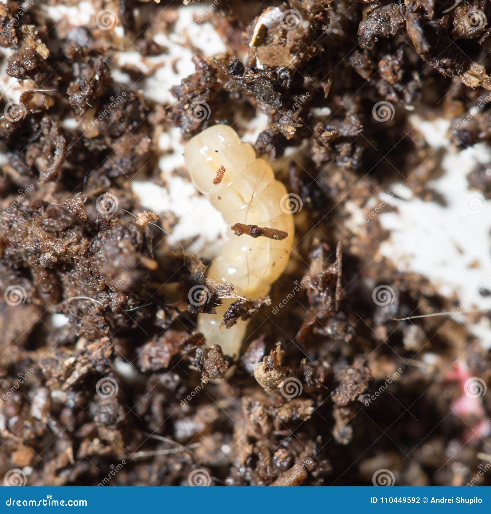 White Fly Larvae in the Soil. Macro Stock Photo - Image of live ...