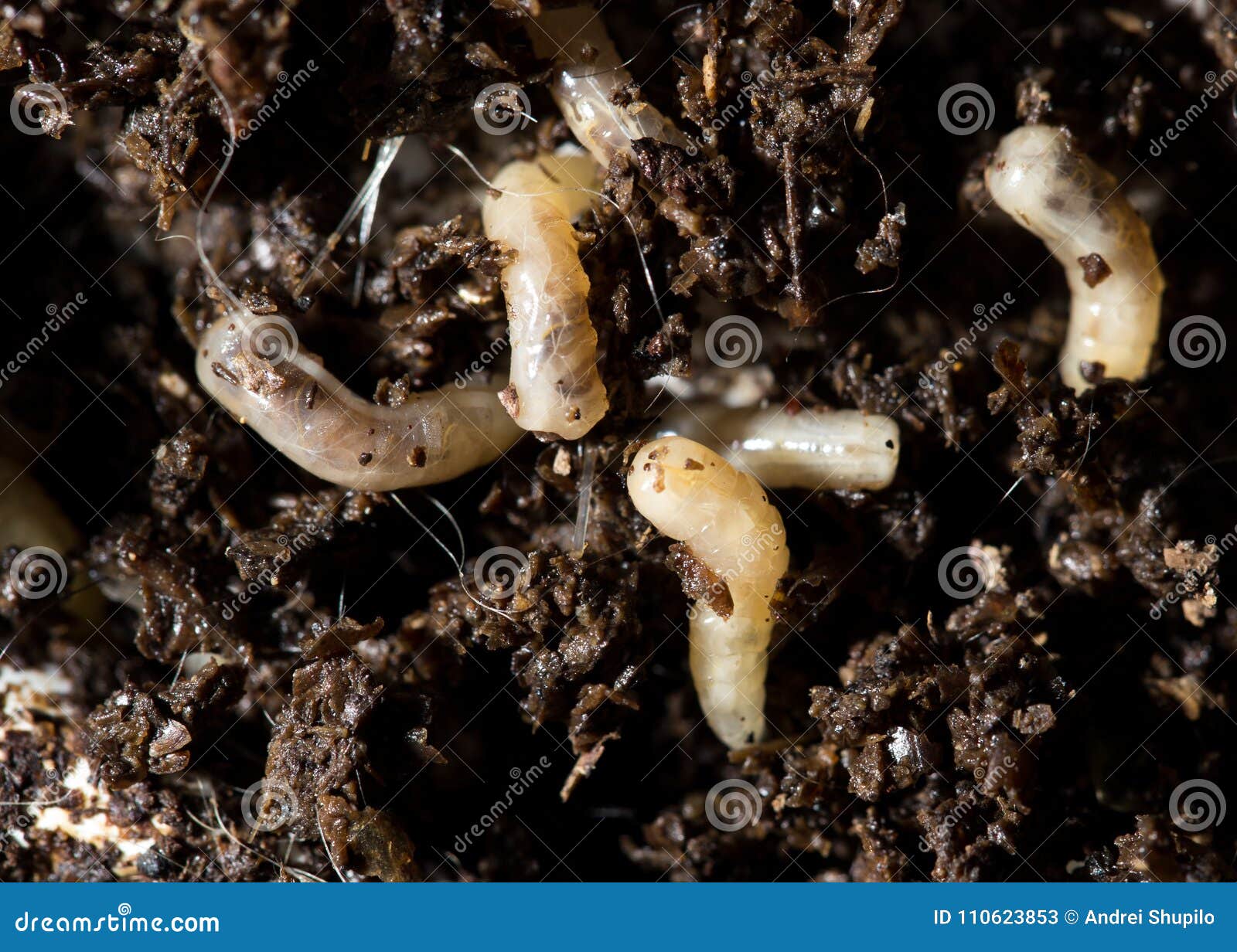 White Fly Larvae in the Soil. Macro Stock Image - Image of lure, living ...
