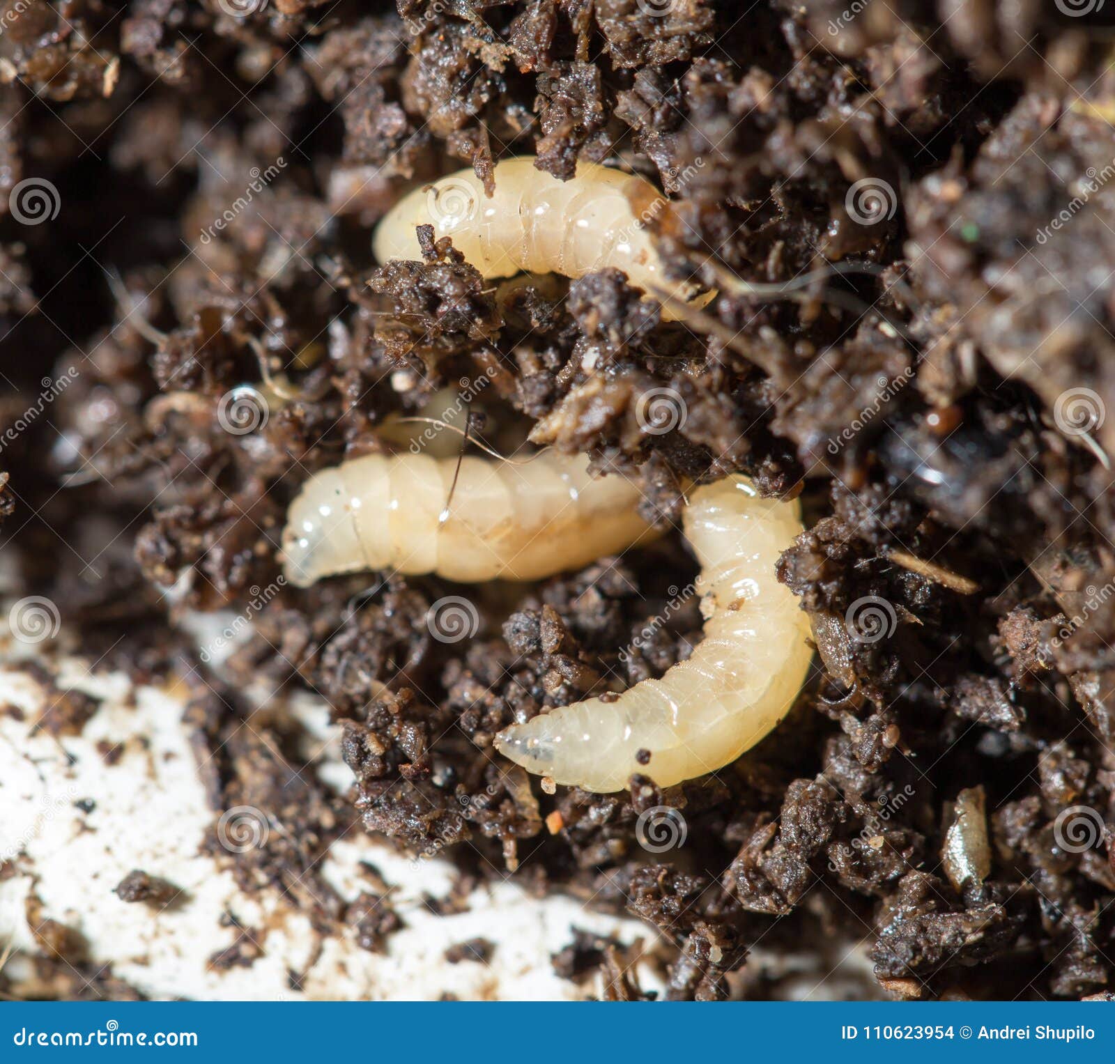 White Fly Larvae in the Soil. Macro Stock Photo - Image of live, ground ...