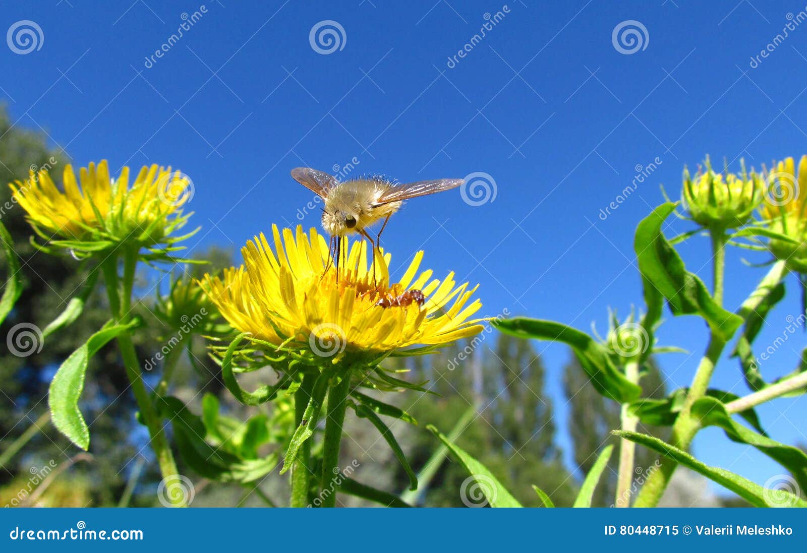 White Fly Sits on a Yellow Flower Stock Image - Image of absorbs ...