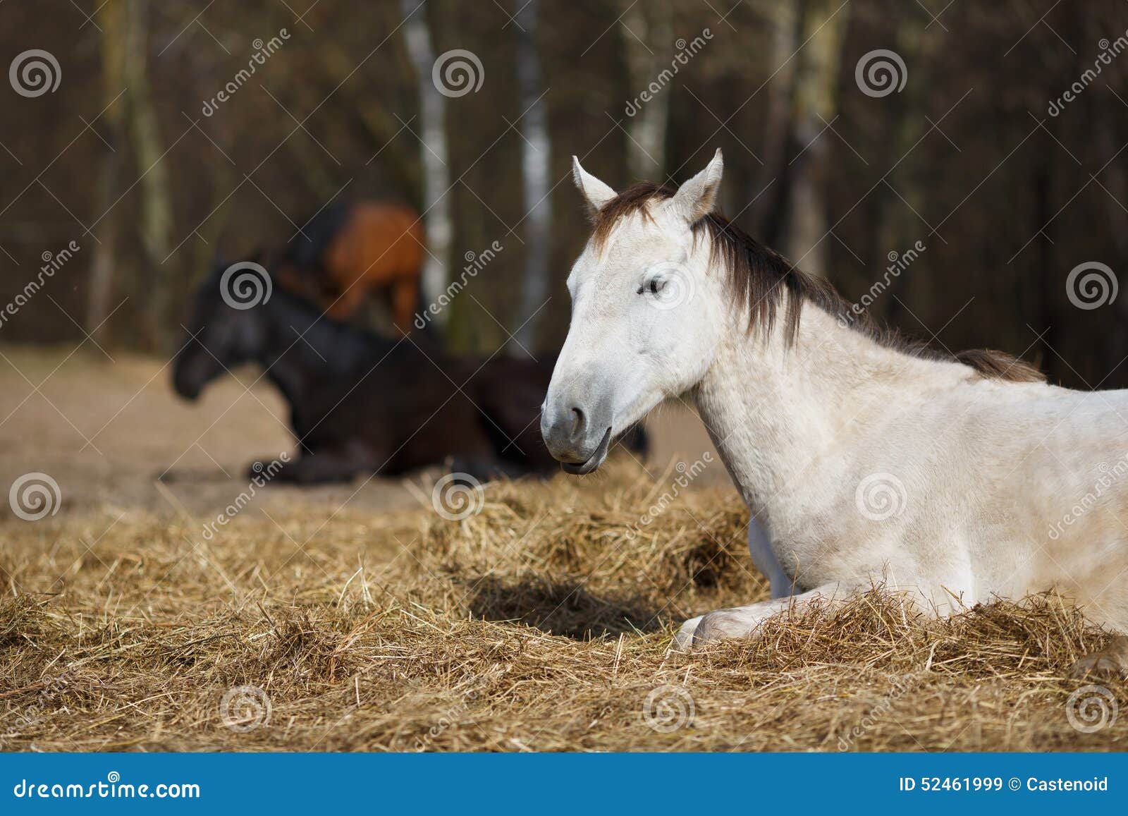 White foal stock image. Image of foal, mane, animal, magic - 52461999