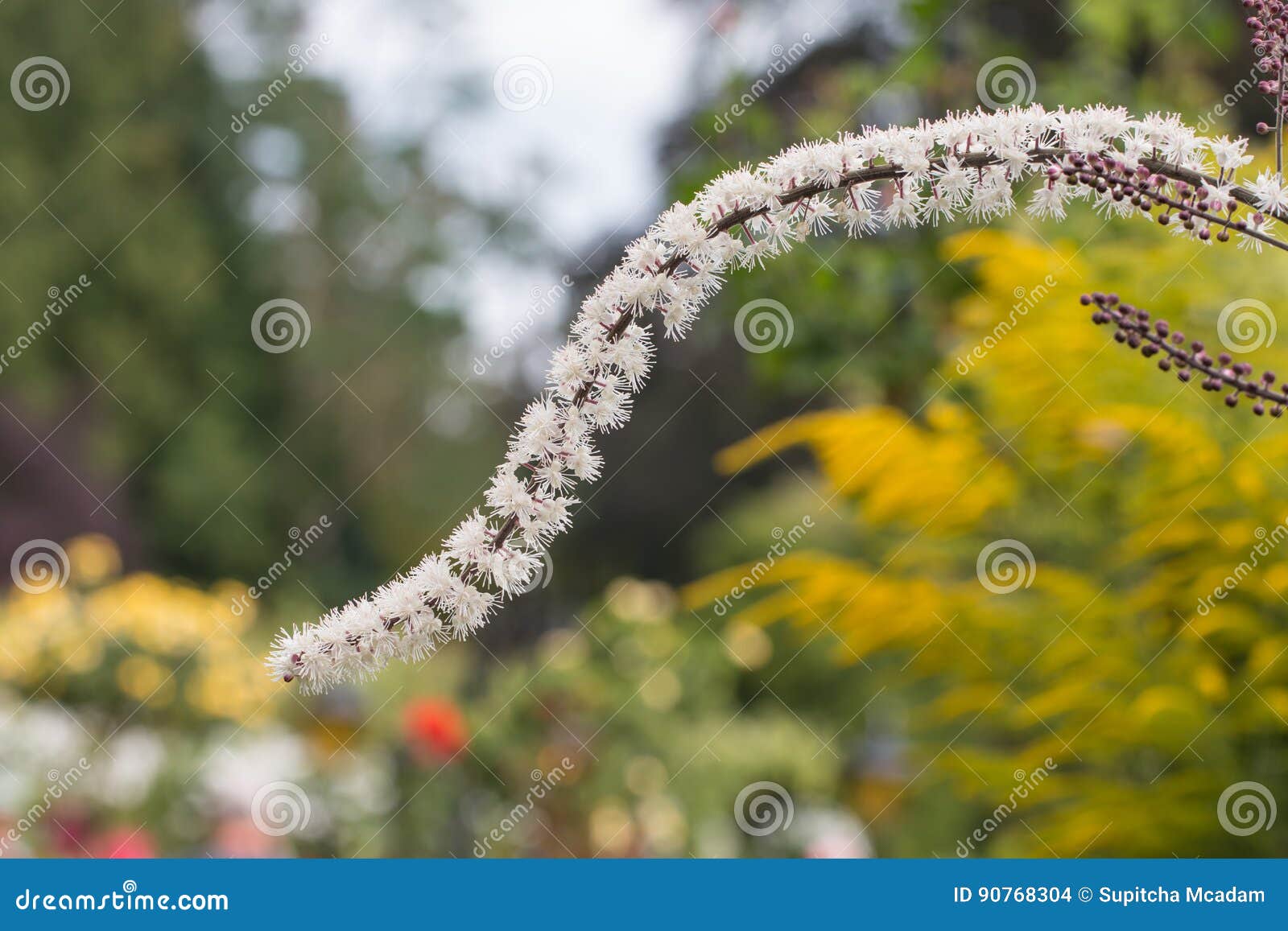 White Foamflower & X28;Tiarella& X29; Blooming Stock Photo - Image of ...