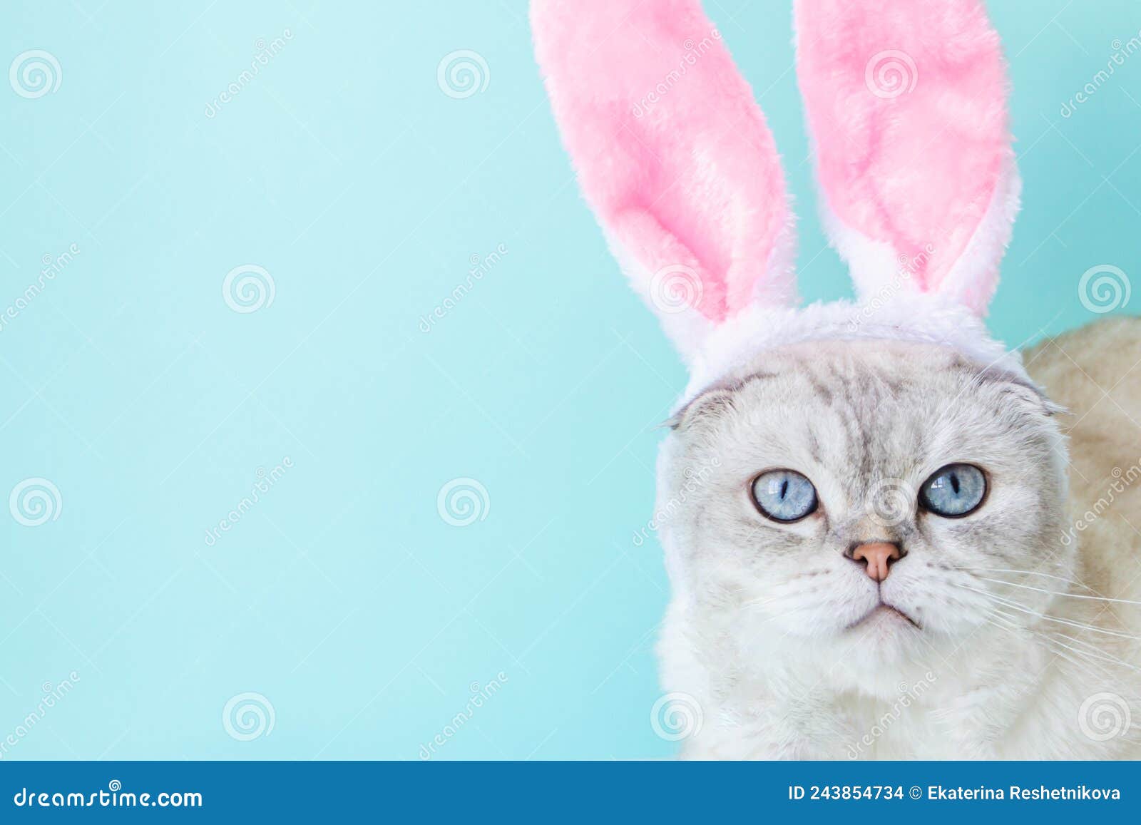 White Fold-eared Cat with Rabbit Ears on a Blue Background with Space ...