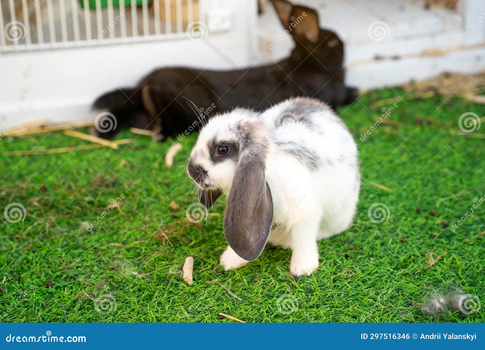 White Fold-eared Rabbit with Long Grey Ears and Black Rabbit in Zoo ...