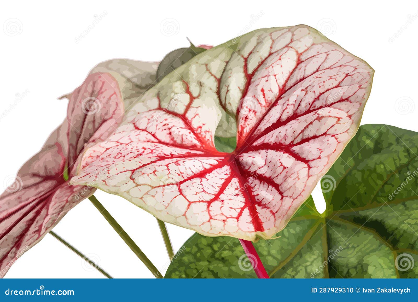 White Foliage with Red Speckles Fancy Leaf Caladium. Vector ...