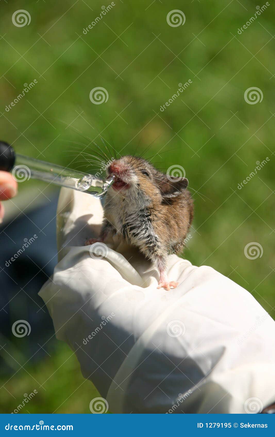 White footed mouse stock image. Image of glove, detail - 1279195