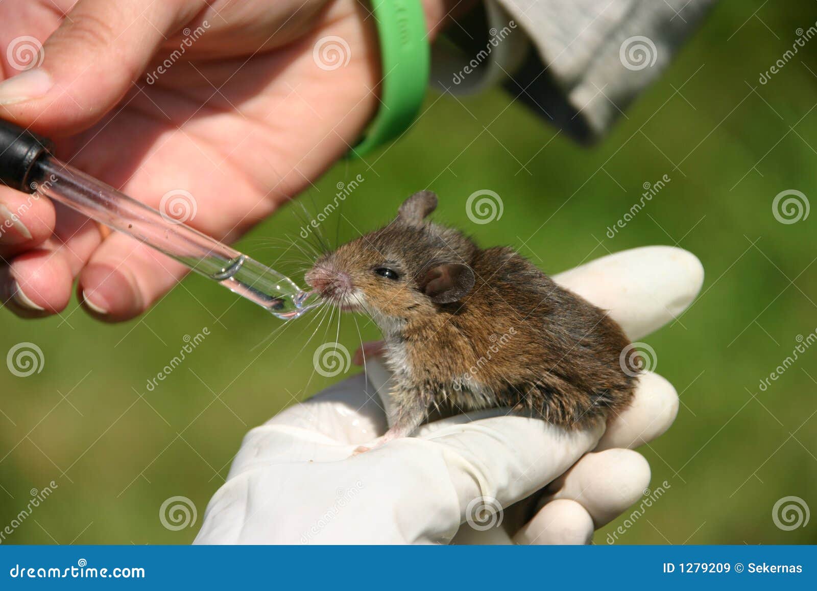 White footed mouse stock image. Image of details, gloves - 1279209