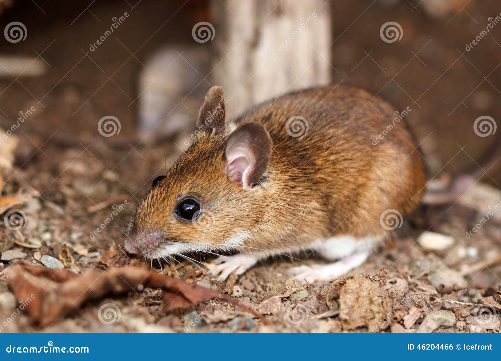 White Footed Mouse in Spring Stock Photo - Image of spring, fast: 46204466