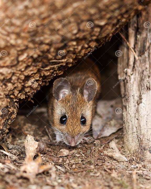 White Footed Mouse in Spring Stock Photo - Image of little, peromyscus ...