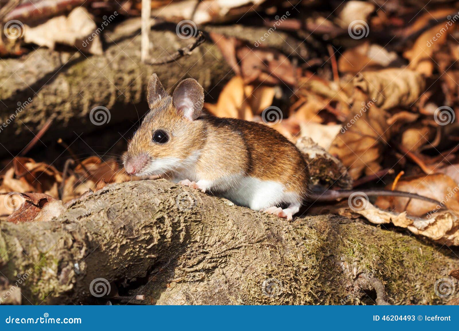White Footed Mouse in Spring Stock Image - Image of season, leucopus ...