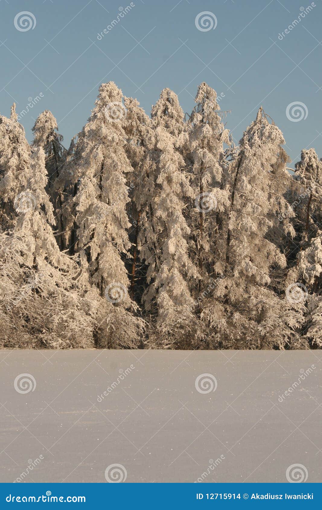 White forest stock photo. Image of scenery, tree, beauty - 12715914