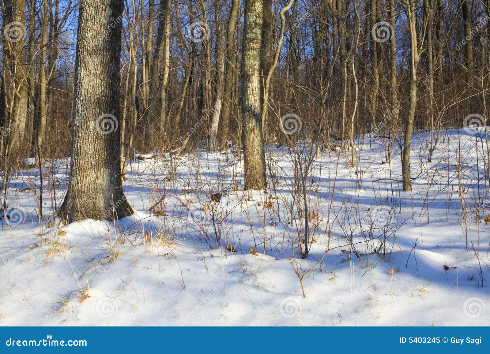 White forest stock image. Image of fall, spring, forest - 5403245