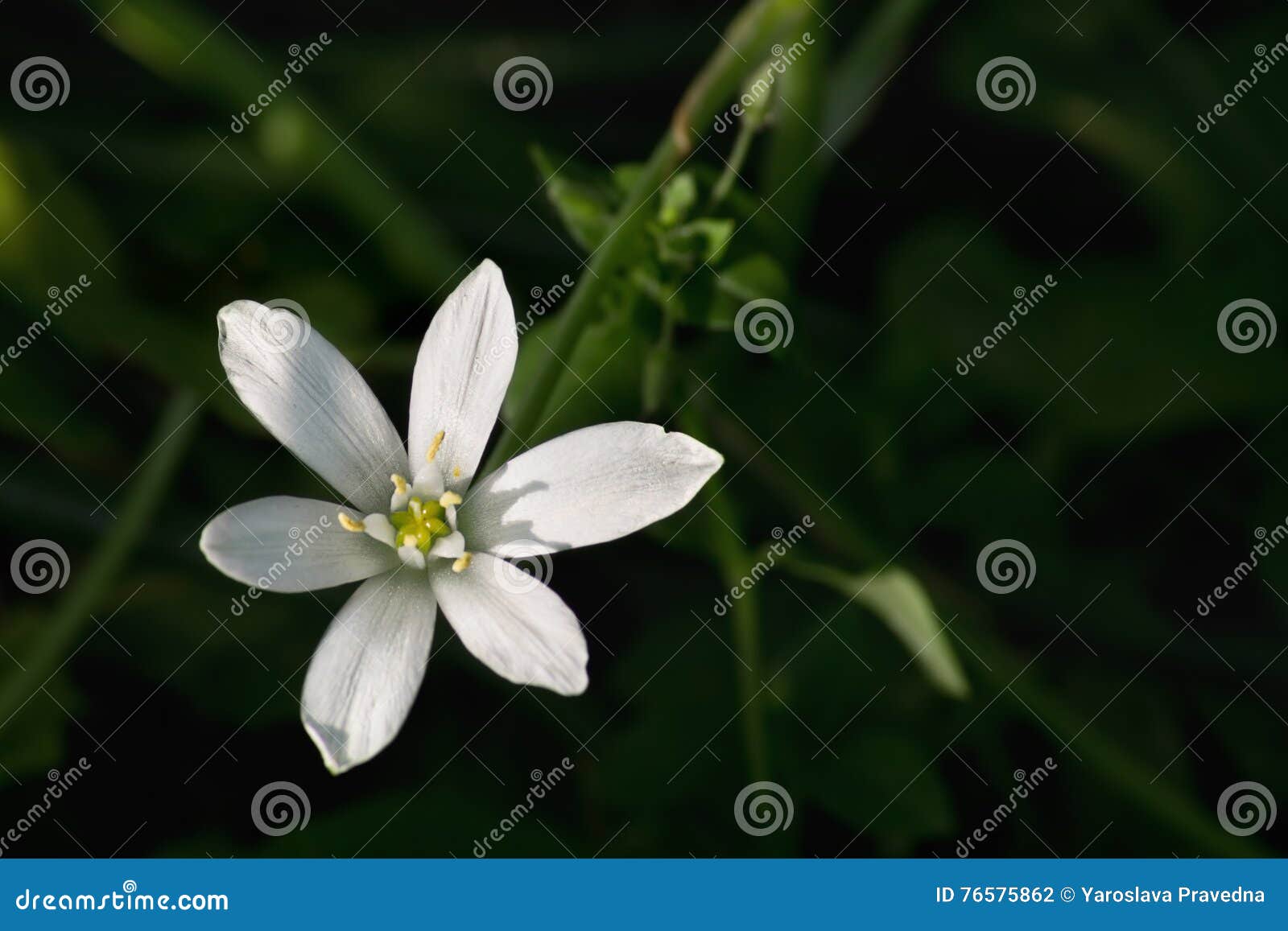 White forest flower stock photo. Image of flora, blur - 76575862