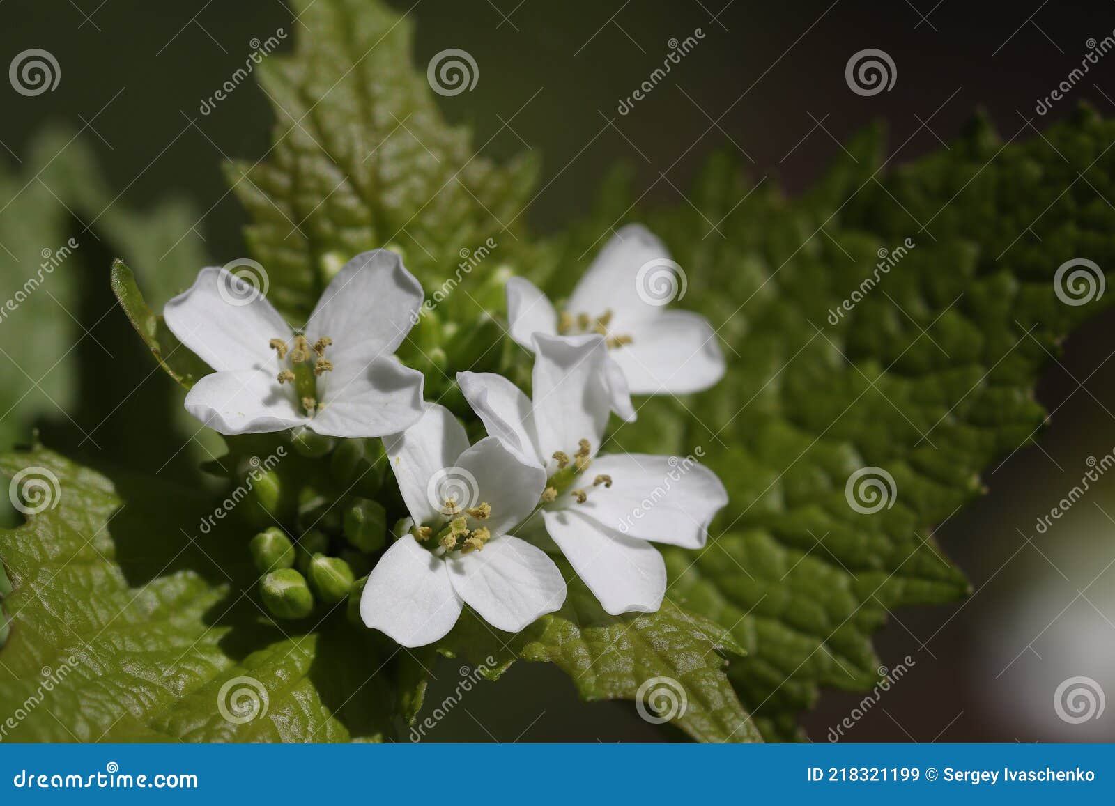 White forest flower. stock image. Image of branches - 218321199