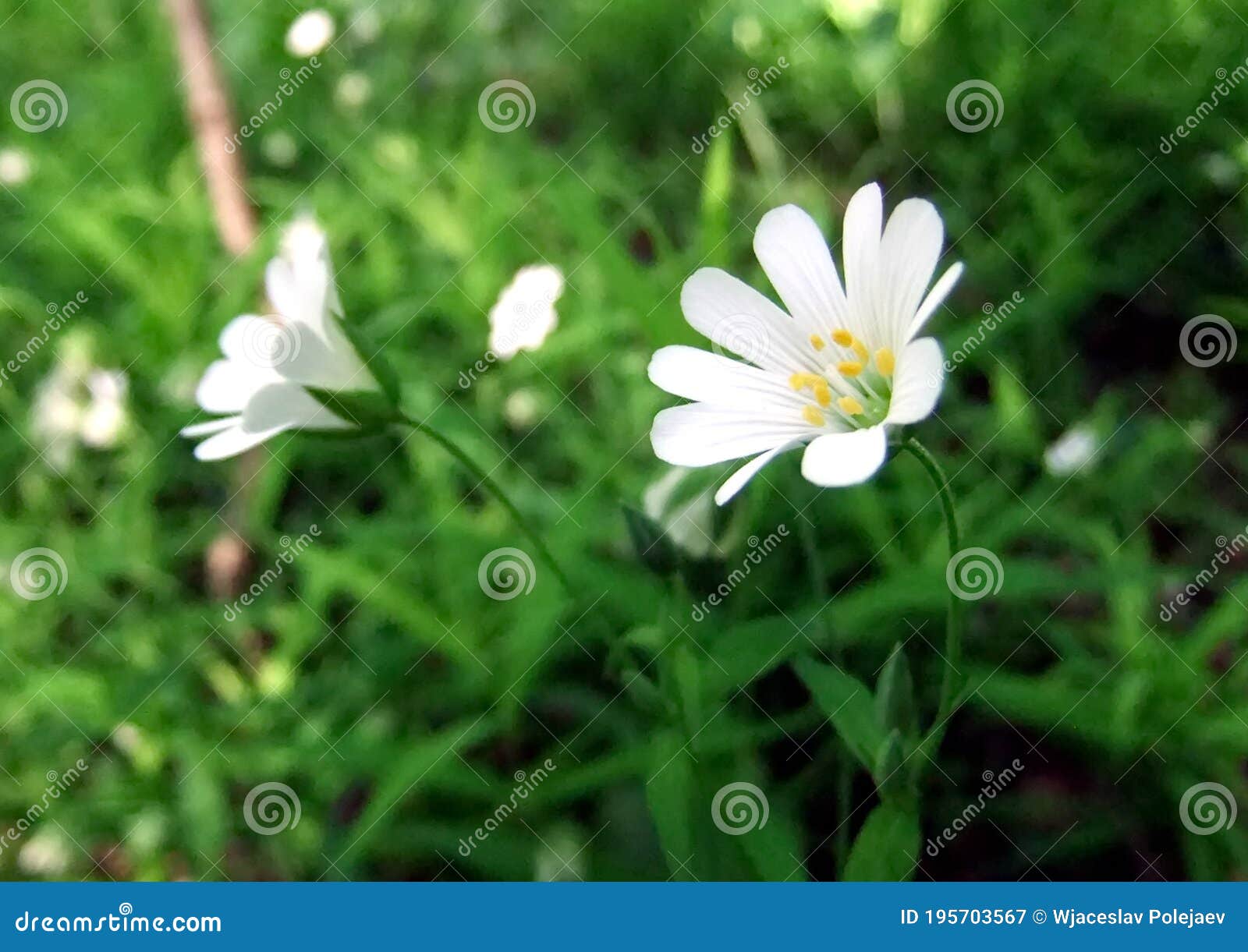 The white forest flower stock image. Image of beautiful - 195703567