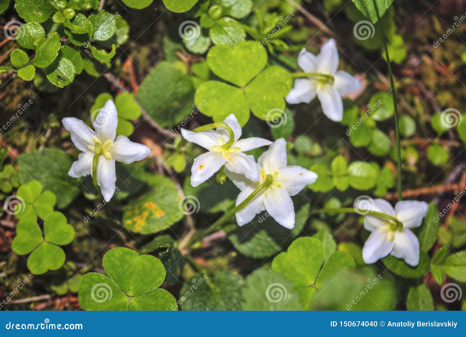White Forest Flowers Oxalis. Natural Forest Background Stock Photo ...