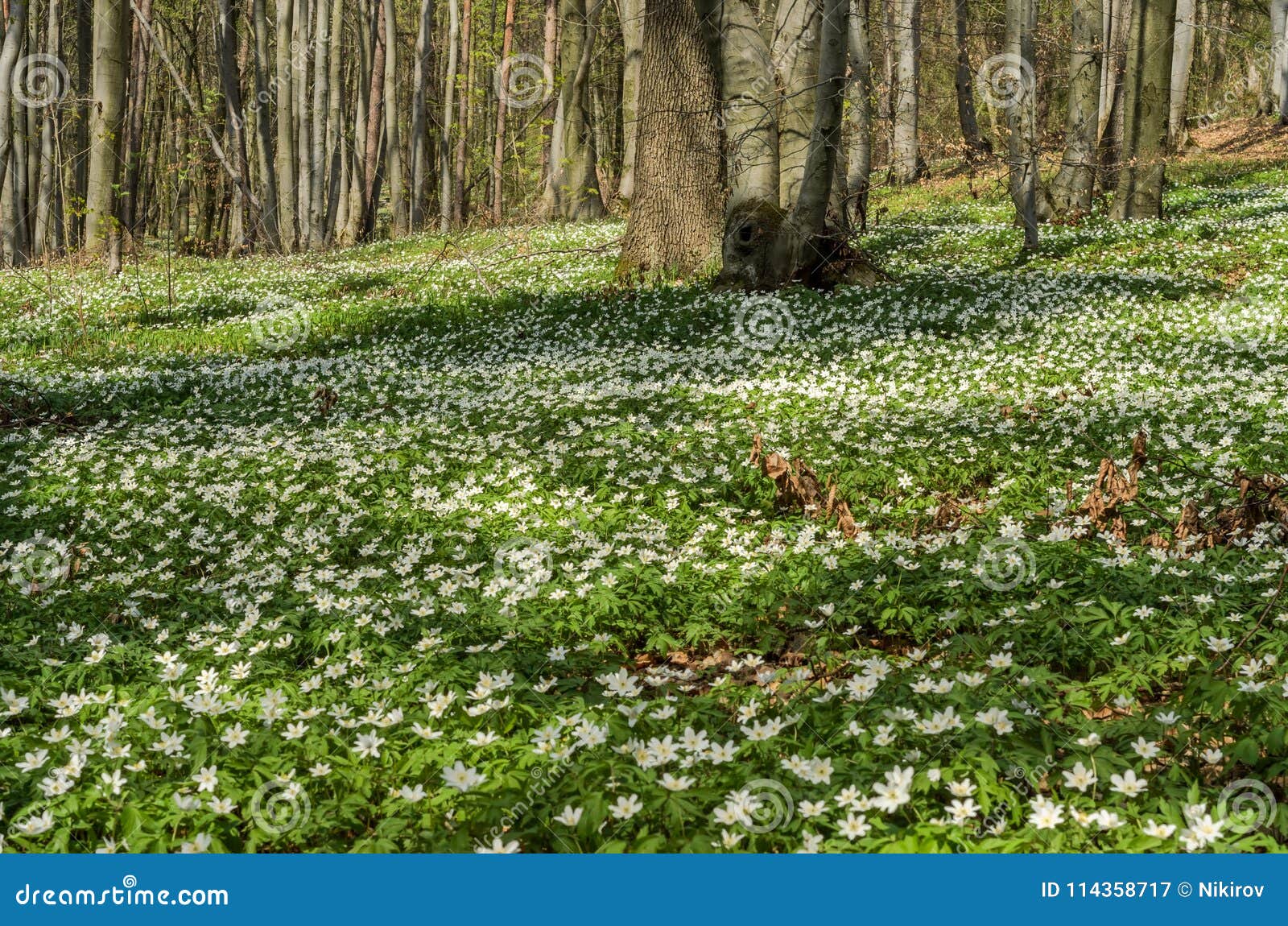 White Forest Flowers of Primroses on a Forest Glade on a Spring Sunny ...