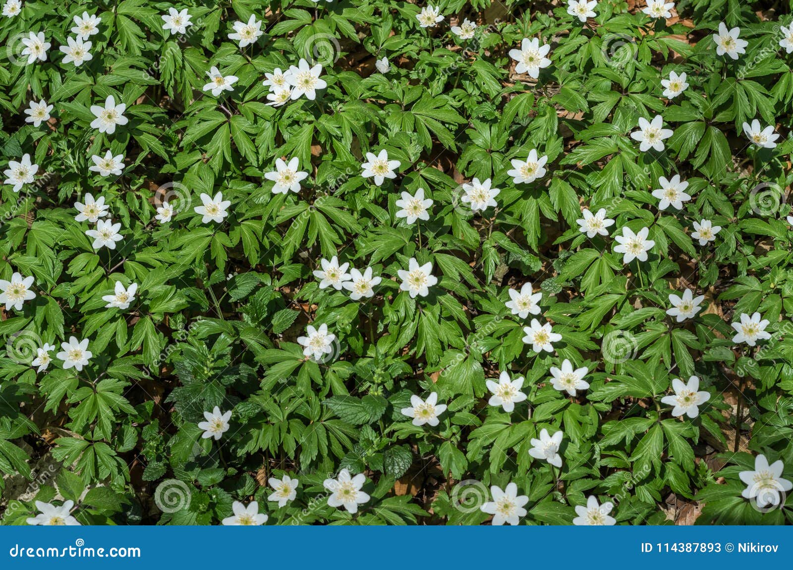 White Forest Flowers of Primroses on a Forest Glade on a Spring Sunny ...