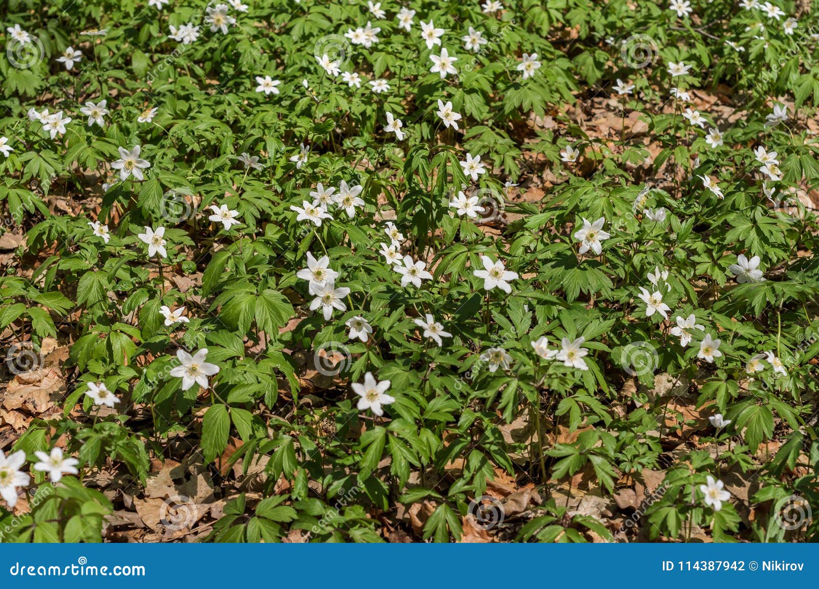 White Forest Flowers of Primroses on a Forest Glade on a Spring Sunny ...
