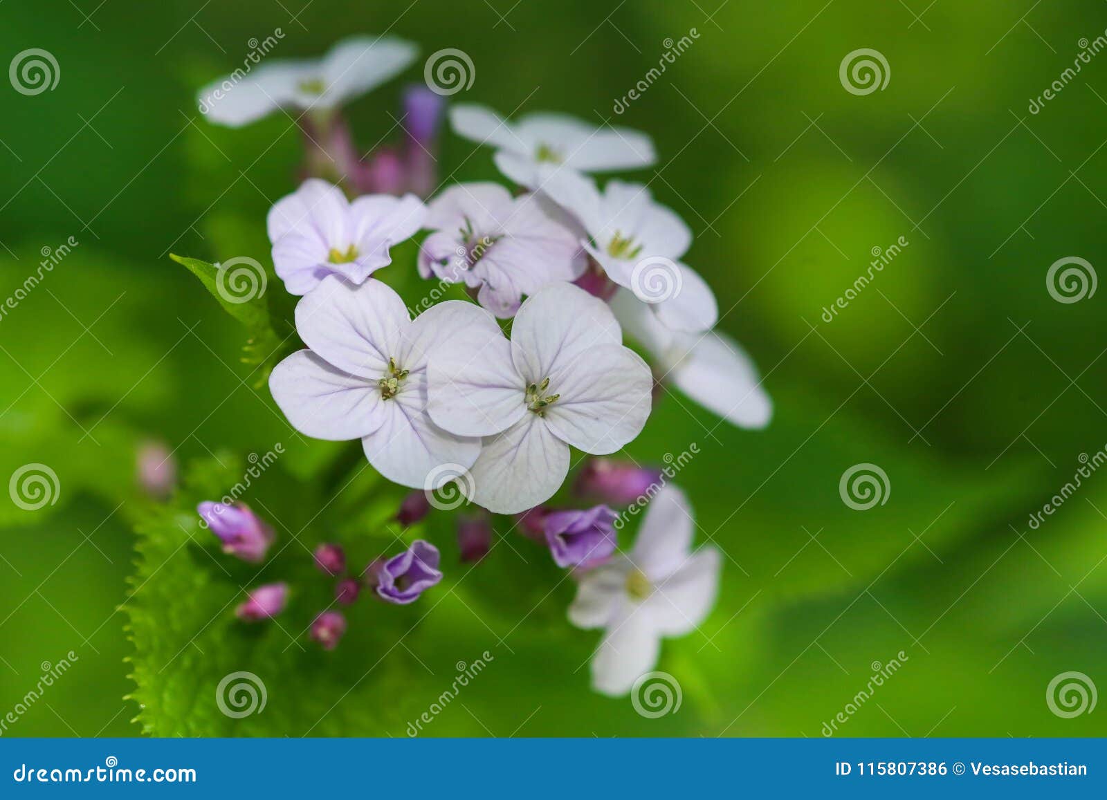 White Forest Flowers in the Spring Stock Photo - Image of nature, time ...
