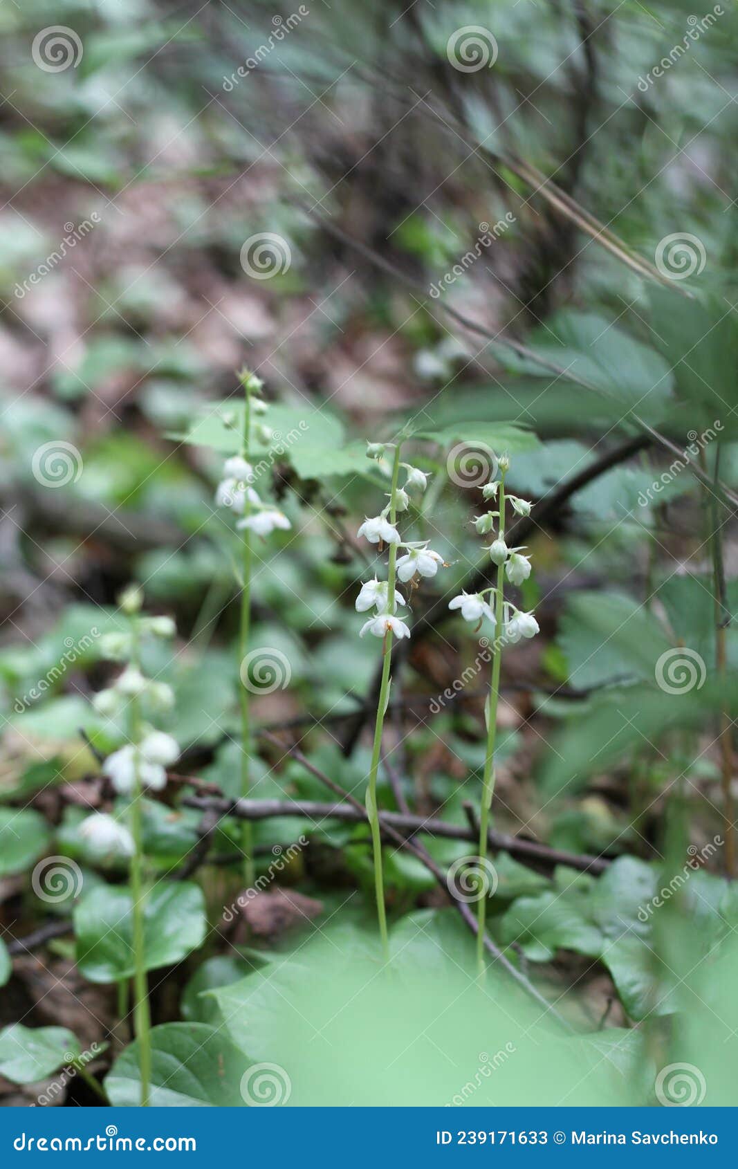 White Forest Lilies of the Valley in the Forest Stock Image - Image of ...