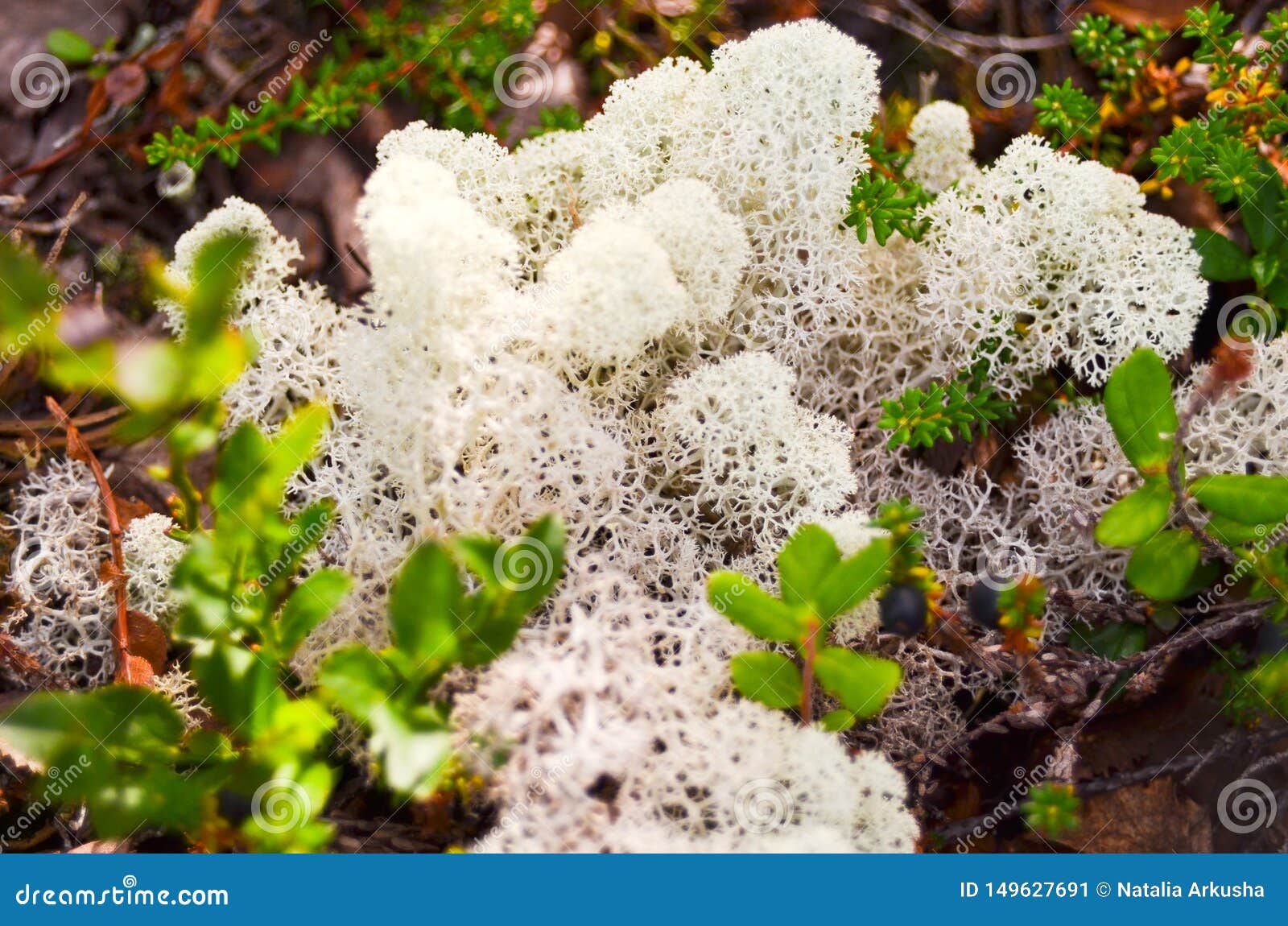 White Forest Moss Closeup in Nord Forest Tundra Stock Image - Image of ...