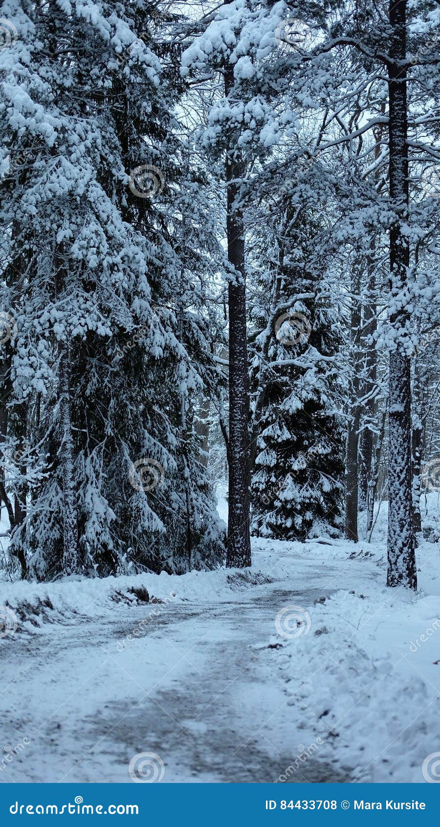 White forest stock photo. Image of national, forest, park - 84433708